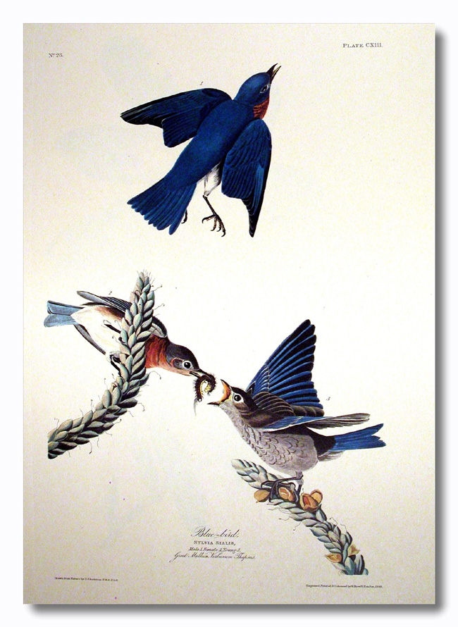 Bluebird-framed : Brown University Library Brown University Library News