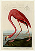 Flamingo : Brown University Library Brown University Library News