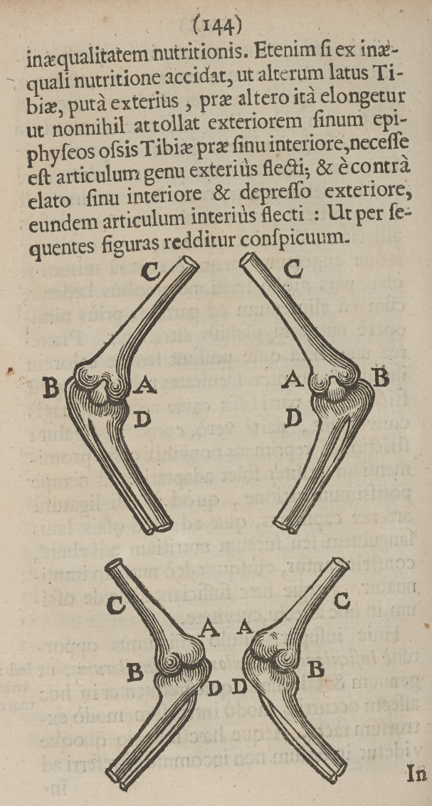 deRachitidePage : Brown University Library Brown University Library News
